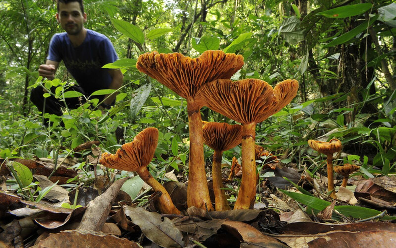 CNPEM e Reservas Votorantim vão mapear microfauna brasileira ...